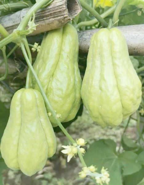 佛手瓜藤尖的功效与作用_佛手瓜藤尖怎么吃-第1张图片-山城妙识 佛手瓜藤尖的功效与作用_佛手瓜藤尖怎么吃-第1张图片-山城妙识