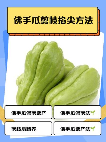 佛手瓜藤尖的功效与作用_佛手瓜藤尖怎么吃-第2张图片-山城妙识 佛手瓜藤尖的功效与作用_佛手瓜藤尖怎么吃-第2张图片-山城妙识