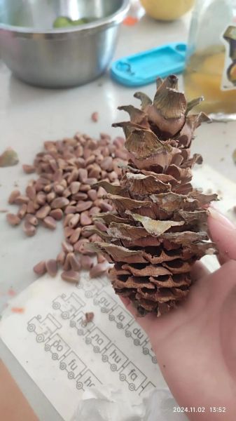 松塔里为什么没有松子_松塔空壳原因-第1张图片-山城妙识 松塔里为什么没有松子_松塔空壳原因-第1张图片-山城妙识