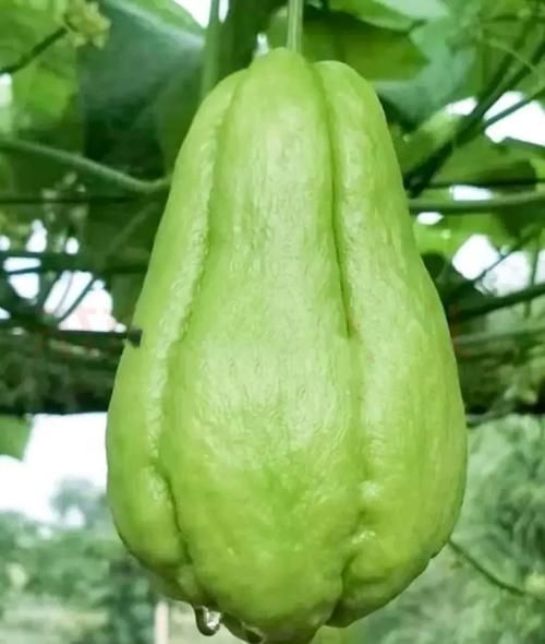 佛手瓜藤尖的功效与作用_佛手瓜藤尖怎么吃-第3张图片-山城妙识 佛手瓜藤尖的功效与作用_佛手瓜藤尖怎么吃-第3张图片-山城妙识