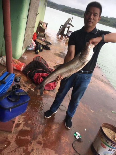 翘嘴鱼多少钱一斤2021_翘嘴鱼价格走势-第2张图片-山城妙识 翘嘴鱼多少钱一斤2021_翘嘴鱼价格走势-第2张图片-山城妙识