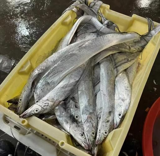 带鱼价格今日价多少钱一斤_带鱼批发最新行情-第1张图片-山城妙识 带鱼价格今日价多少钱一斤_带鱼批发最新行情-第1张图片-山城妙识