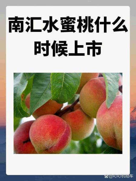 南汇水蜜桃多少钱一斤_南汇水蜜桃价格表2024-第3张图片-山城妙识 南汇水蜜桃多少钱一斤_南汇水蜜桃价格表2024-第3张图片-山城妙识