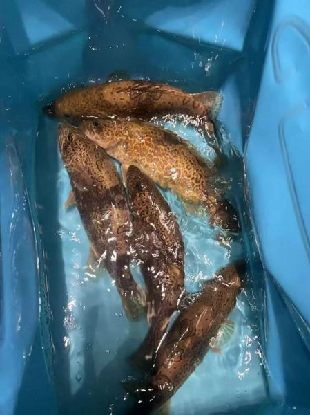 石斑鳜鱼图片_如何分辨野生与养殖-第2张图片-山城妙识 石斑鳜鱼图片_如何分辨野生与养殖-第2张图片-山城妙识