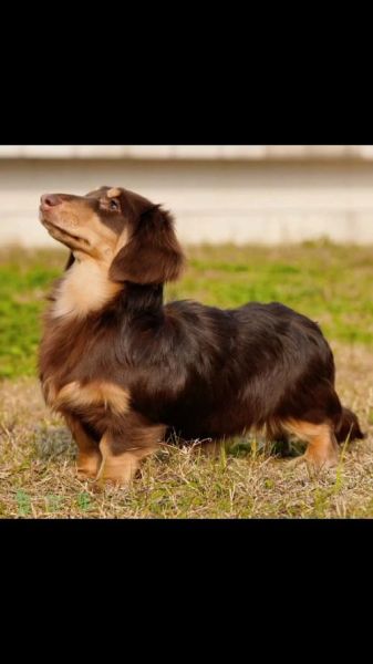 腊肠犬什么颜色最好_腊肠犬颜色价格排名-第3张图片-山城妙识 腊肠犬什么颜色最好_腊肠犬颜色价格排名-第3张图片-山城妙识