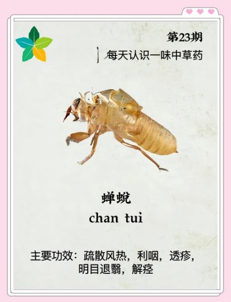 知了药用功效与作用_知了壳有什么功效-第2张图片-山城妙识