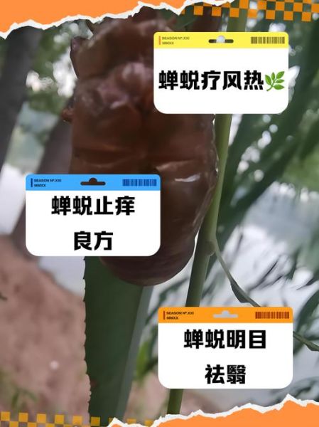 知了药用功效与作用_知了壳有什么功效-第3张图片-山城妙识