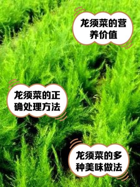 野生龙须菜怎么吃_野生龙须菜的功效与禁忌-第2张图片-山城妙识 野生龙须菜怎么吃_野生龙须菜的功效与禁忌-第2张图片-山城妙识