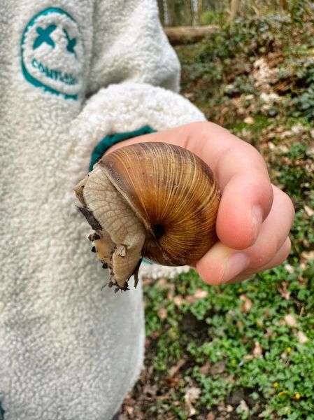 法国蜗牛多少钱一只_法国蜗牛价格表-第1张图片-山城妙识 法国蜗牛多少钱一只_法国蜗牛价格表-第1张图片-山城妙识