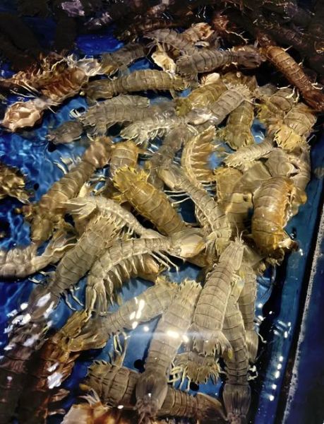 虾爬子肉怎么炒好吃_虾爬子肉的家常做法-第2张图片-山城妙识 虾爬子肉怎么炒好吃_虾爬子肉的家常做法-第2张图片-山城妙识