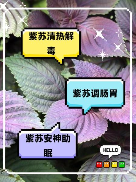 紫苏叶泡水有什么功效_紫苏叶泡水能天天喝吗-第3张图片-山城妙识 紫苏叶泡水有什么功效_紫苏叶泡水能天天喝吗-第3张图片-山城妙识