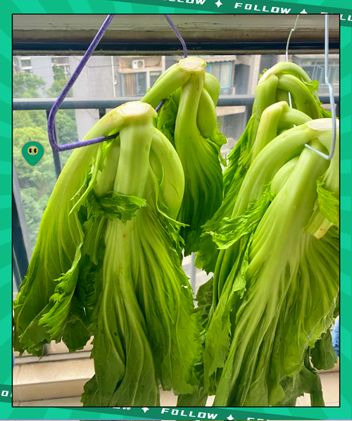 芥菜咸菜怎么腌制_芥菜咸菜腌制方法-第1张图片-山城妙识 芥菜咸菜怎么腌制_芥菜咸菜腌制方法-第1张图片-山城妙识