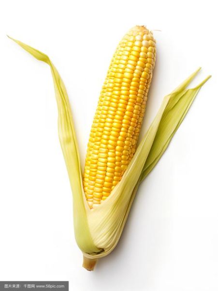 玉米图片高清壁纸哪里下载_玉米摄影构图技巧-第1张图片-山城妙识 玉米图片高清壁纸哪里下载_玉米摄影构图技巧-第1张图片-山城妙识