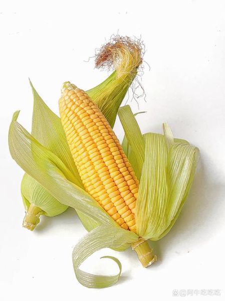 玉米图片高清壁纸哪里下载_玉米摄影构图技巧-第2张图片-山城妙识 玉米图片高清壁纸哪里下载_玉米摄影构图技巧-第2张图片-山城妙识