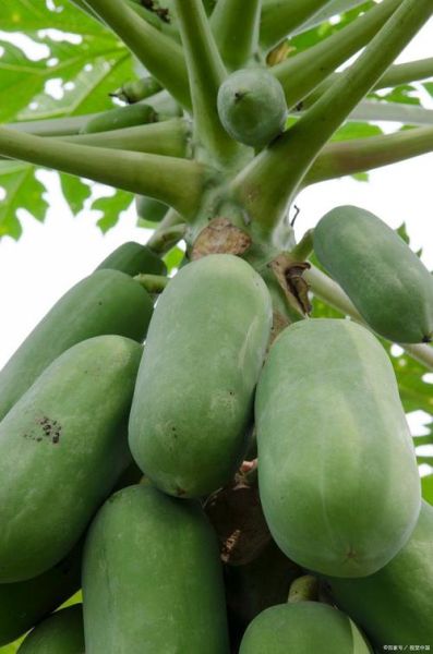 番木瓜怎么挑选_番木瓜的功效与作用-第3张图片-山城妙识