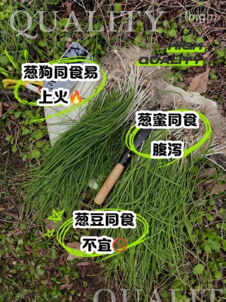野葱能吃吗_野葱怎么吃安全-第1张图片-山城妙识 野葱能吃吗_野葱怎么吃安全-第1张图片-山城妙识