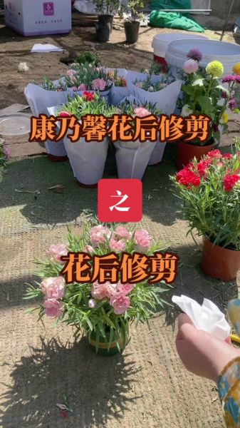 康乃馨俱乐部是什么_如何加入康乃馨俱乐部-第2张图片-山城妙识