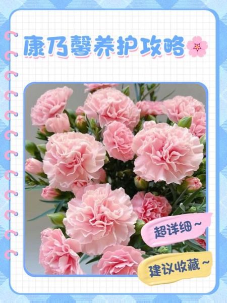 康乃馨俱乐部是什么_如何加入康乃馨俱乐部-第1张图片-山城妙识