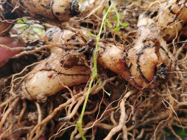 白芨价格2021最新价格_多少钱一斤-第3张图片-山城妙识 白芨价格2021最新价格_多少钱一斤-第3张图片-山城妙识