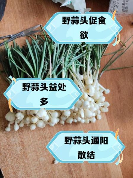 野小蒜的功效与危害_哪些人不能吃-第3张图片-山城妙识 野小蒜的功效与危害_哪些人不能吃-第3张图片-山城妙识