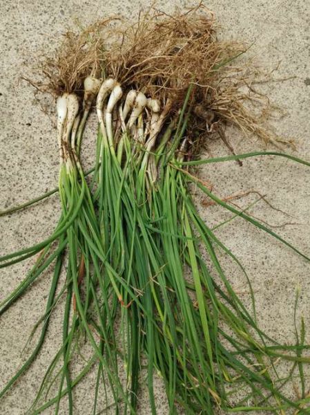 野小蒜的功效与危害_哪些人不能吃-第2张图片-山城妙识 野小蒜的功效与危害_哪些人不能吃-第2张图片-山城妙识