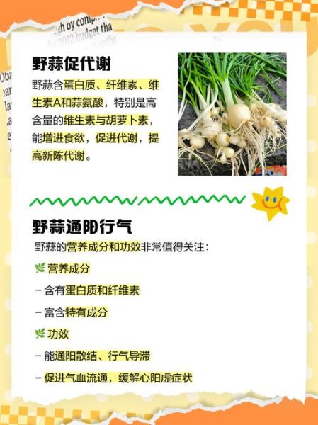 野小蒜的功效与危害_哪些人不能吃-第1张图片-山城妙识 野小蒜的功效与危害_哪些人不能吃-第1张图片-山城妙识