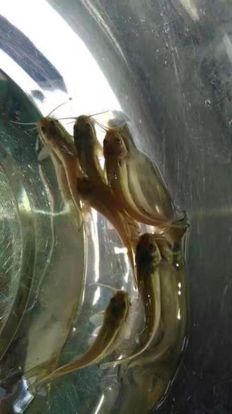 叉尾鮰鱼多少钱一斤_叉尾鮰鱼批发价格行情-第3张图片-山城妙识 叉尾鮰鱼多少钱一斤_叉尾鮰鱼批发价格行情-第3张图片-山城妙识