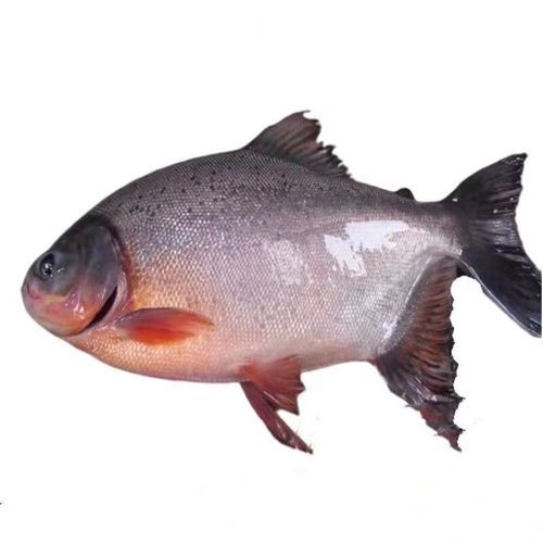 平鱼多少钱一斤_平鱼价格走势-第1张图片-山城妙识