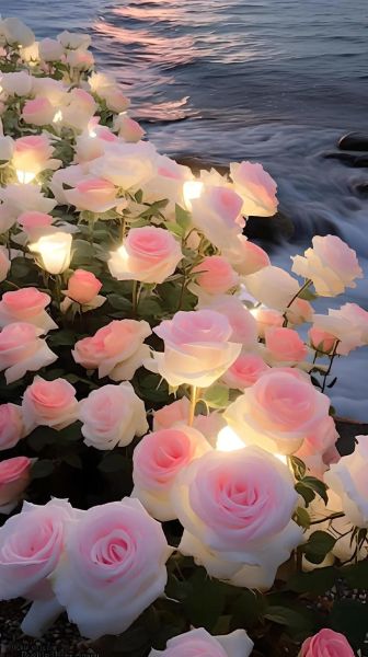 玫瑰花图片大全唯美_如何拍出梦幻氛围-第3张图片-山城妙识 玫瑰花图片大全唯美_如何拍出梦幻氛围-第3张图片-山城妙识