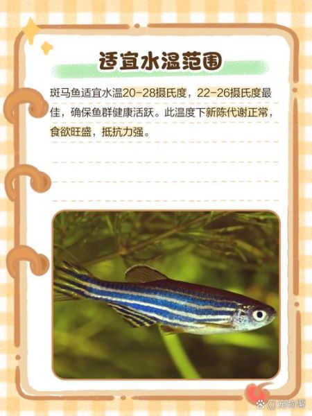 红斑马鱼怎么养_红斑马鱼水温多少合适-第2张图片-山城妙识 红斑马鱼怎么养_红斑马鱼水温多少合适-第2张图片-山城妙识