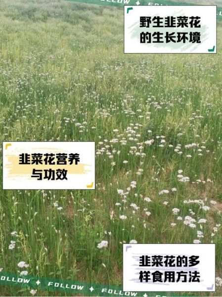 山韭菜花图片_如何识别野生山韭菜花-第1张图片-山城妙识 山韭菜花图片_如何识别野生山韭菜花-第1张图片-山城妙识