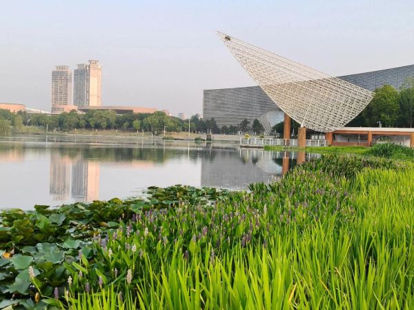 梭鱼草怎么种植_梭鱼草种植方法-第2张图片-山城妙识 梭鱼草怎么种植_梭鱼草种植方法-第2张图片-山城妙识