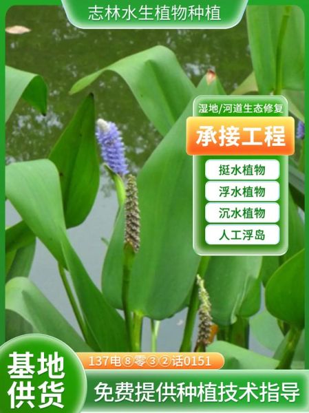 梭鱼草怎么种植_梭鱼草种植方法-第1张图片-山城妙识 梭鱼草怎么种植_梭鱼草种植方法-第1张图片-山城妙识