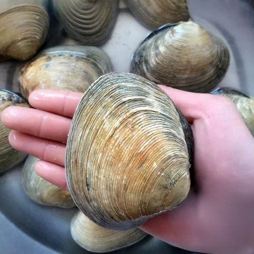 贝类海鲜怎么保存_活贝类可以放冰箱吗-第2张图片-山城妙识 贝类海鲜怎么保存_活贝类可以放冰箱吗-第2张图片-山城妙识