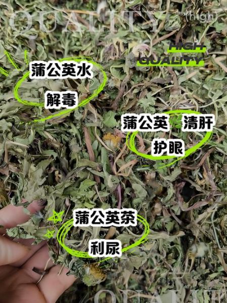 婆婆丁茶的功效与作用_婆婆丁茶能天天喝吗-第1张图片-山城妙识 婆婆丁茶的功效与作用_婆婆丁茶能天天喝吗-第1张图片-山城妙识