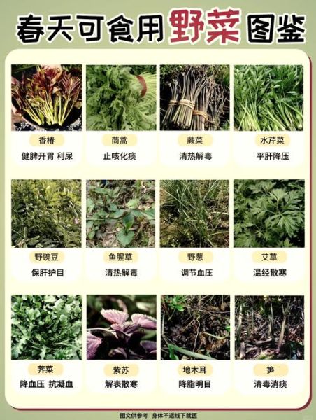 苦苣菜的功效与禁忌_哪些人不能吃-第1张图片-山城妙识 苦苣菜的功效与禁忌_哪些人不能吃-第1张图片-山城妙识