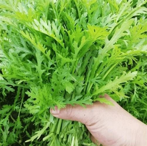 茼蒿治什么病最好_茼蒿降血压效果好吗-第2张图片-山城妙识 茼蒿治什么病最好_茼蒿降血压效果好吗-第2张图片-山城妙识