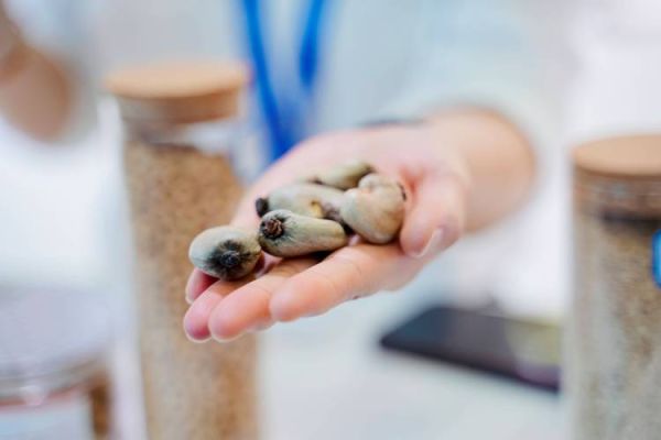 巧克力怎么制作的_可可豆到成品的全过程-第3张图片-山城妙识 巧克力怎么制作的_可可豆到成品的全过程-第3张图片-山城妙识