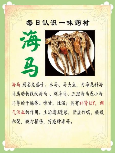 海龙和海马的功效区别_哪个补肾更好-第2张图片-山城妙识 海龙和海马的功效区别_哪个补肾更好-第2张图片-山城妙识