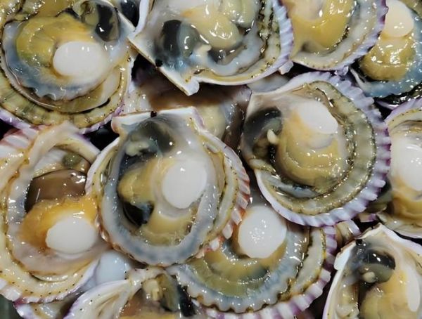 扇贝好黑_扇贝发黑还能吃吗-第1张图片-山城妙识