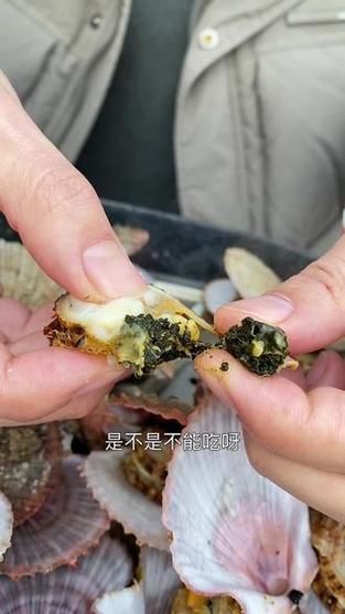 扇贝好黑_扇贝发黑还能吃吗-第2张图片-山城妙识