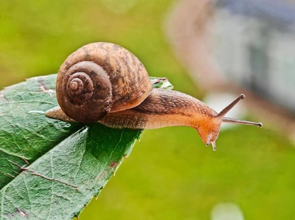 蜗牛图片真实照片_如何拍摄高清细节-第1张图片-山城妙识 蜗牛图片真实照片_如何拍摄高清细节-第1张图片-山城妙识