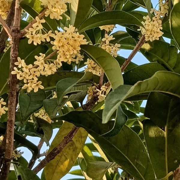 桂花蜜by居无竹全文在哪看_桂花蜜小说结局是什么-第1张图片-山城妙识 桂花蜜by居无竹全文在哪看_桂花蜜小说结局是什么-第1张图片-山城妙识