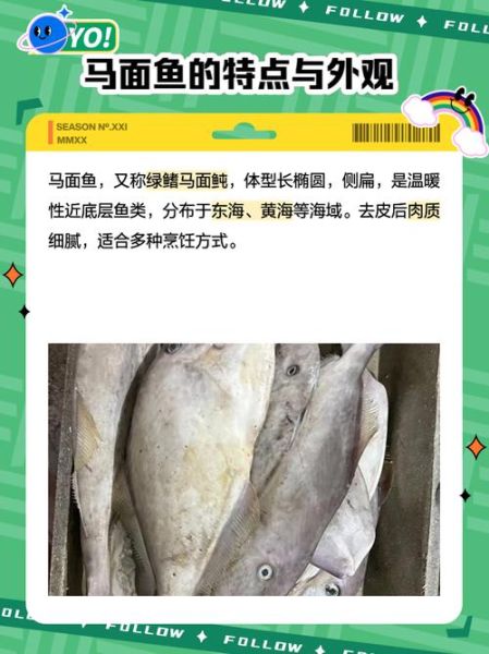马面鱼多少钱一斤_马面鱼价格行情-第1张图片-山城妙识