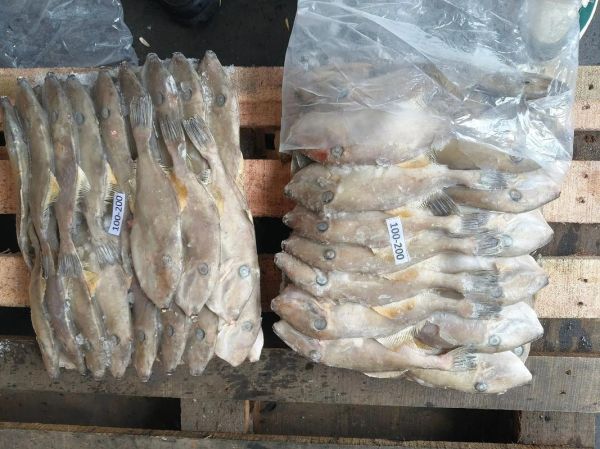 马面鱼多少钱一斤_马面鱼价格行情-第3张图片-山城妙识