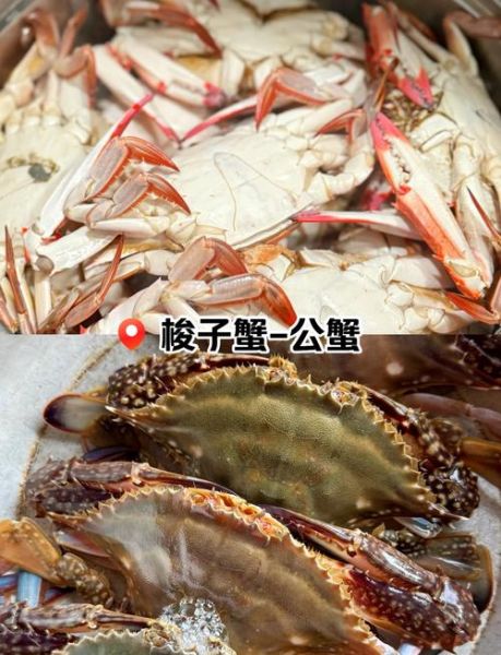 梭子蟹一年有几次鱼汛_梭子蟹最佳捕捞时间-第1张图片-山城妙识 梭子蟹一年有几次鱼汛_梭子蟹最佳捕捞时间-第1张图片-山城妙识
