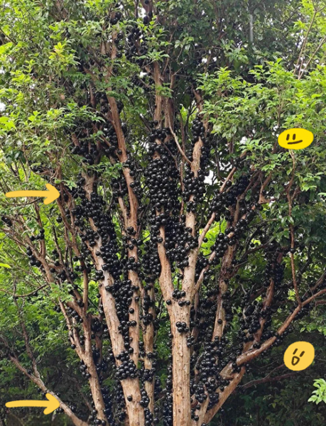 嘉宝果好吃吗_嘉宝果口感怎么样-第1张图片-山城妙识 嘉宝果好吃吗_嘉宝果口感怎么样-第1张图片-山城妙识