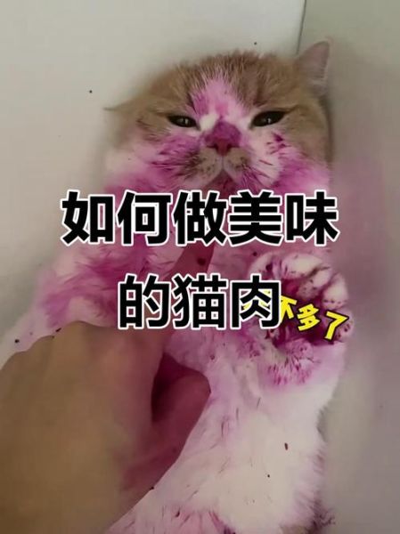 焖猫肉的做法大全_猫肉怎么焖才好吃-第2张图片-山城妙识 焖猫肉的做法大全_猫肉怎么焖才好吃-第2张图片-山城妙识