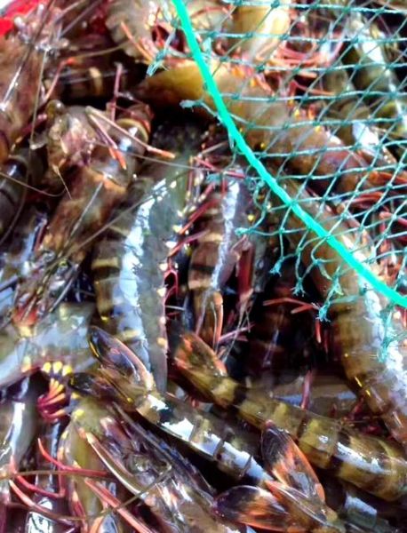 草虾怎么养_草虾养殖技术要点-第1张图片-山城妙识 草虾怎么养_草虾养殖技术要点-第1张图片-山城妙识