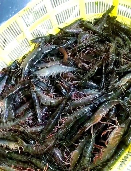 草虾怎么养_草虾养殖技术要点-第2张图片-山城妙识 草虾怎么养_草虾养殖技术要点-第2张图片-山城妙识